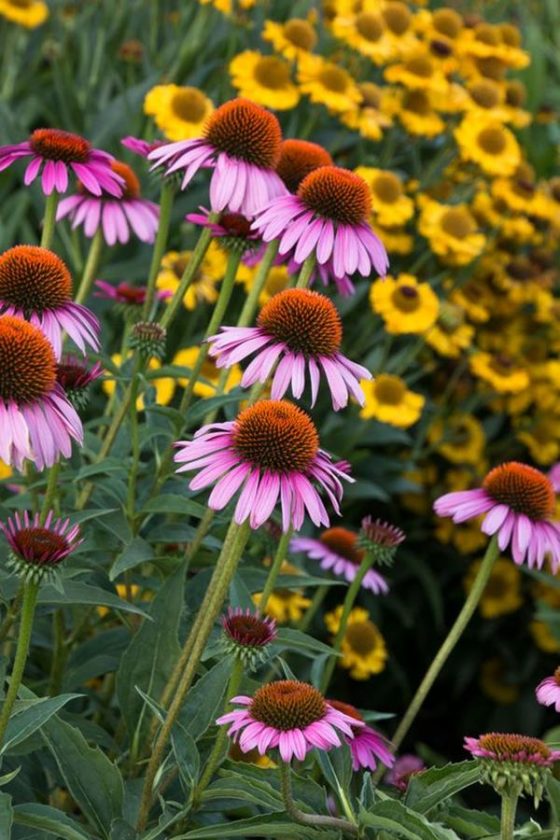 10 Low Maintenance Flower Beds in Front of House
